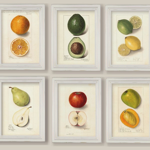 Fruit Prints - Etsy
