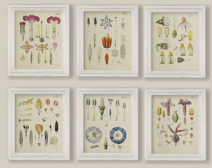 Vintage Flower Plant Anatomy Flower Heads Botanical Elements Prints Set ...