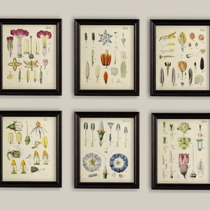 Vintage Flower Plant Anatomy Flower Heads Botanical Elements Prints Set ...