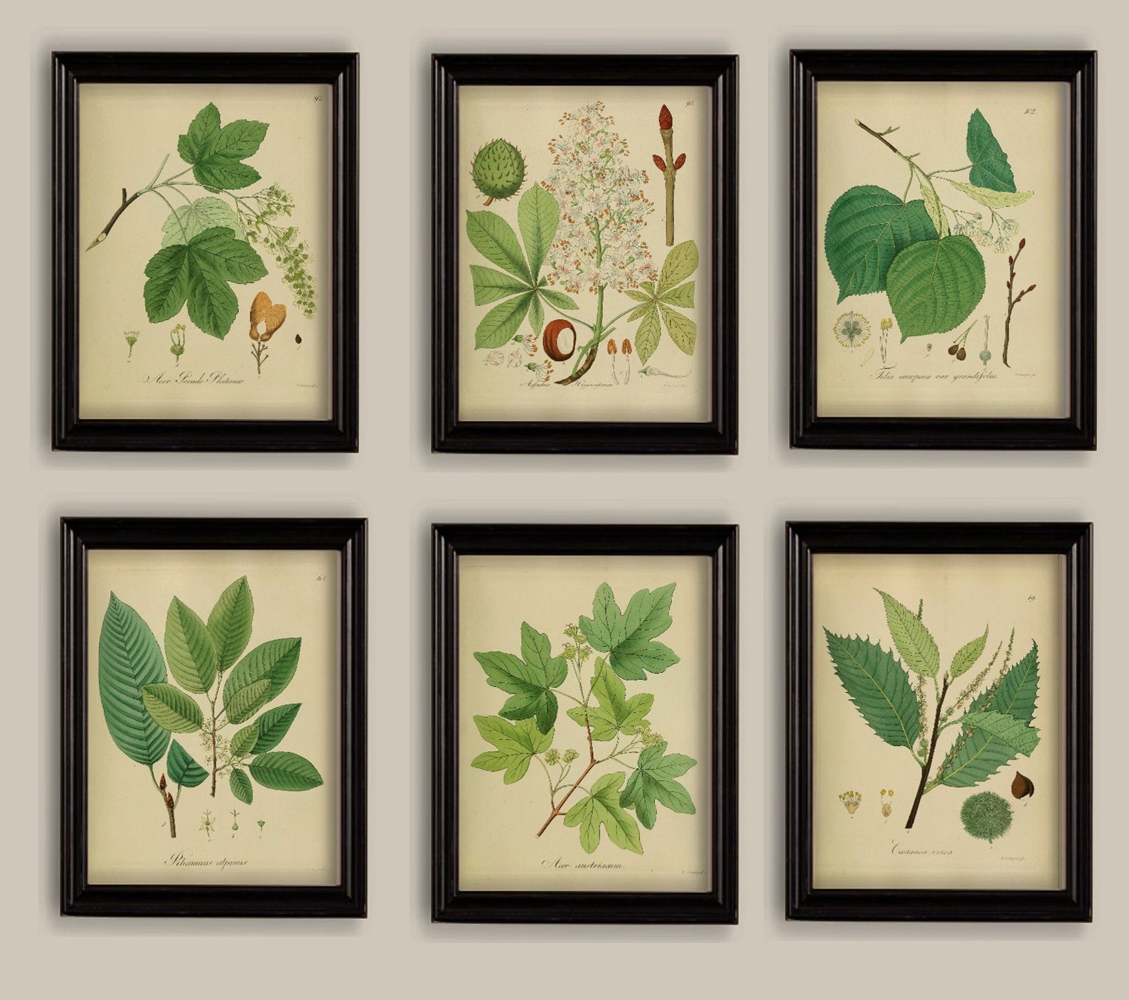 Vintage Trees Leaves Branches Set of 6 Prints Gallery Wall - Etsy UK