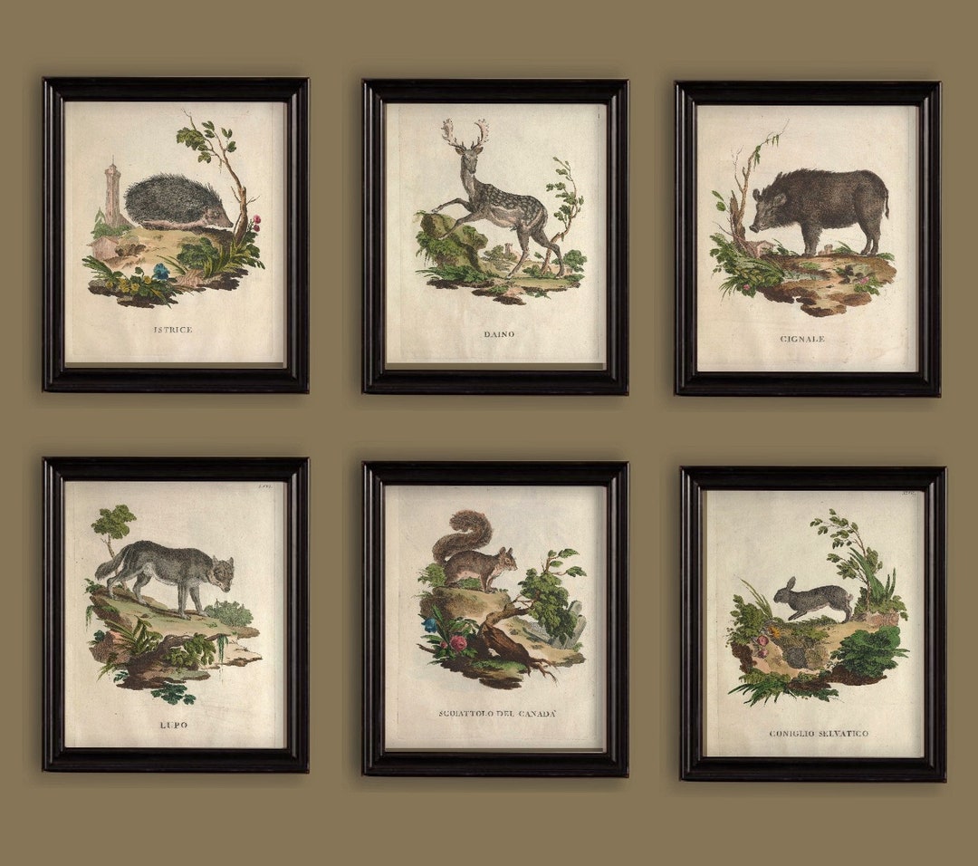 Vintage Woodland Animal Prints: Antique Italian Engravings, Set of 6 - Etsy