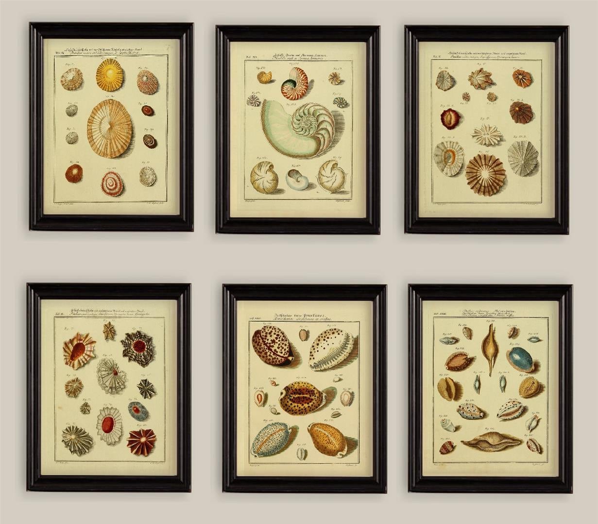 Set of 6 Sea Shells Prints Gallery Wall Natural History 8x10 - Etsy