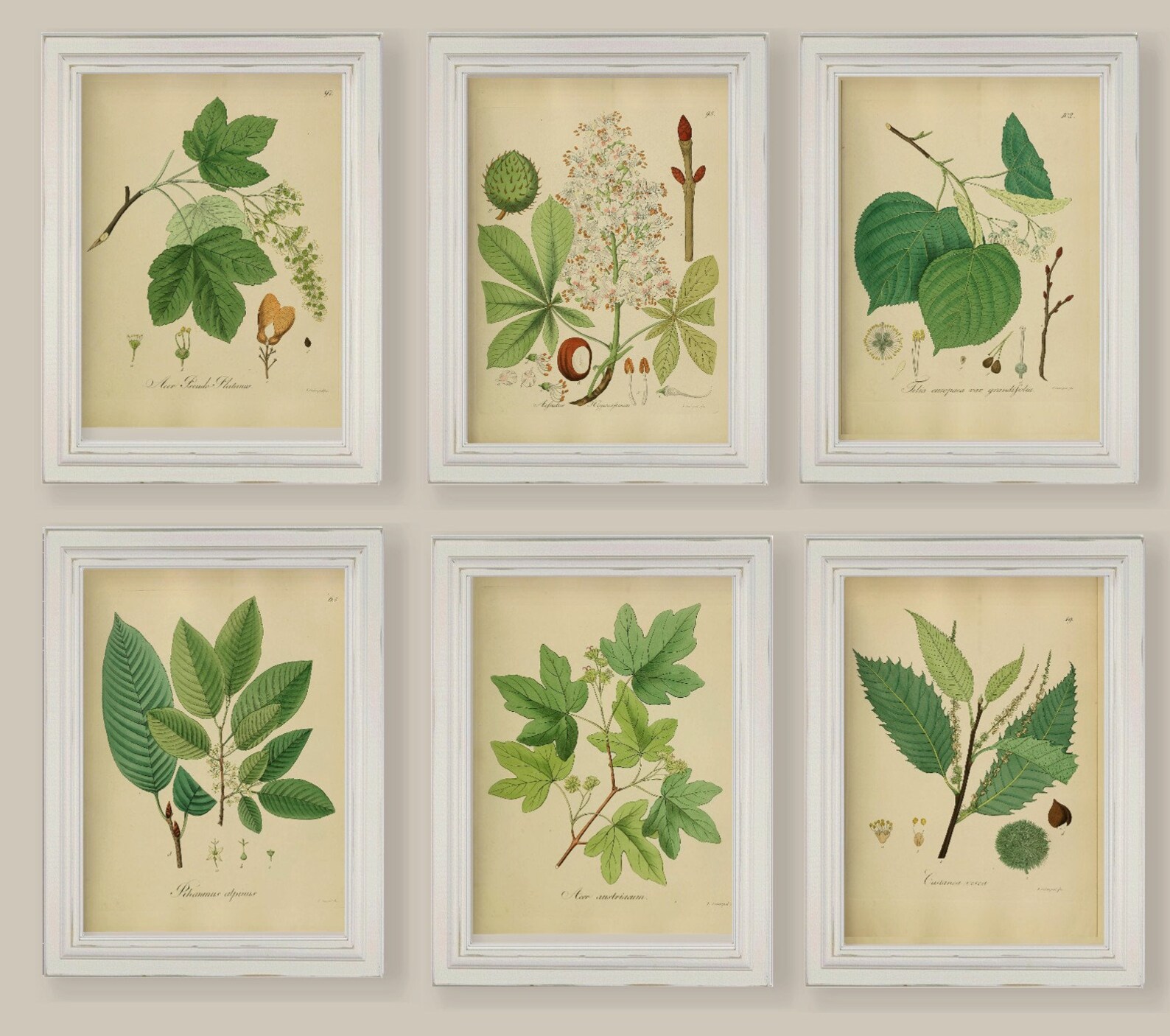 Vintage Trees Leaves Branches Set of 6 Prints Gallery Wall - Etsy UK