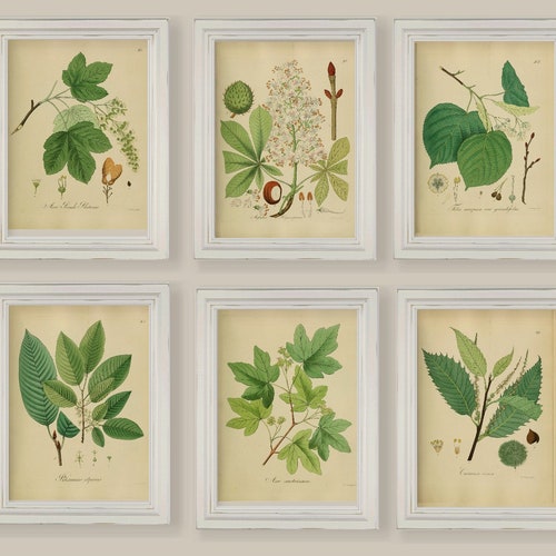 Vintage Trees Leaves Branches Set of 6 Prints Gallery Wall - Etsy UK