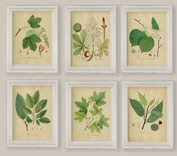 Vintage Trees Leaves Branches Set of 6 Prints Gallery Wall - Etsy UK