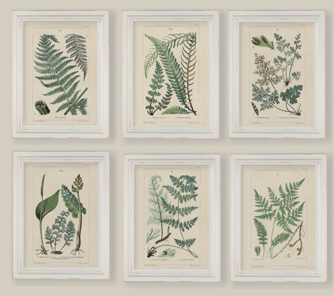 Set of 6 Botanical Fern Prints Gallery Wall 5x7 or A4 - Etsy
