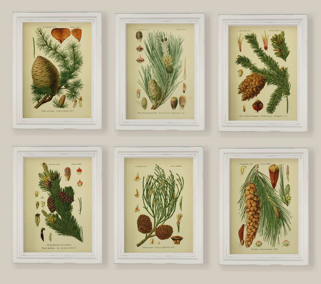 Botanical Print Set: Conifer Trees Gallery Wall Art (A4 or 5x7) - Etsy