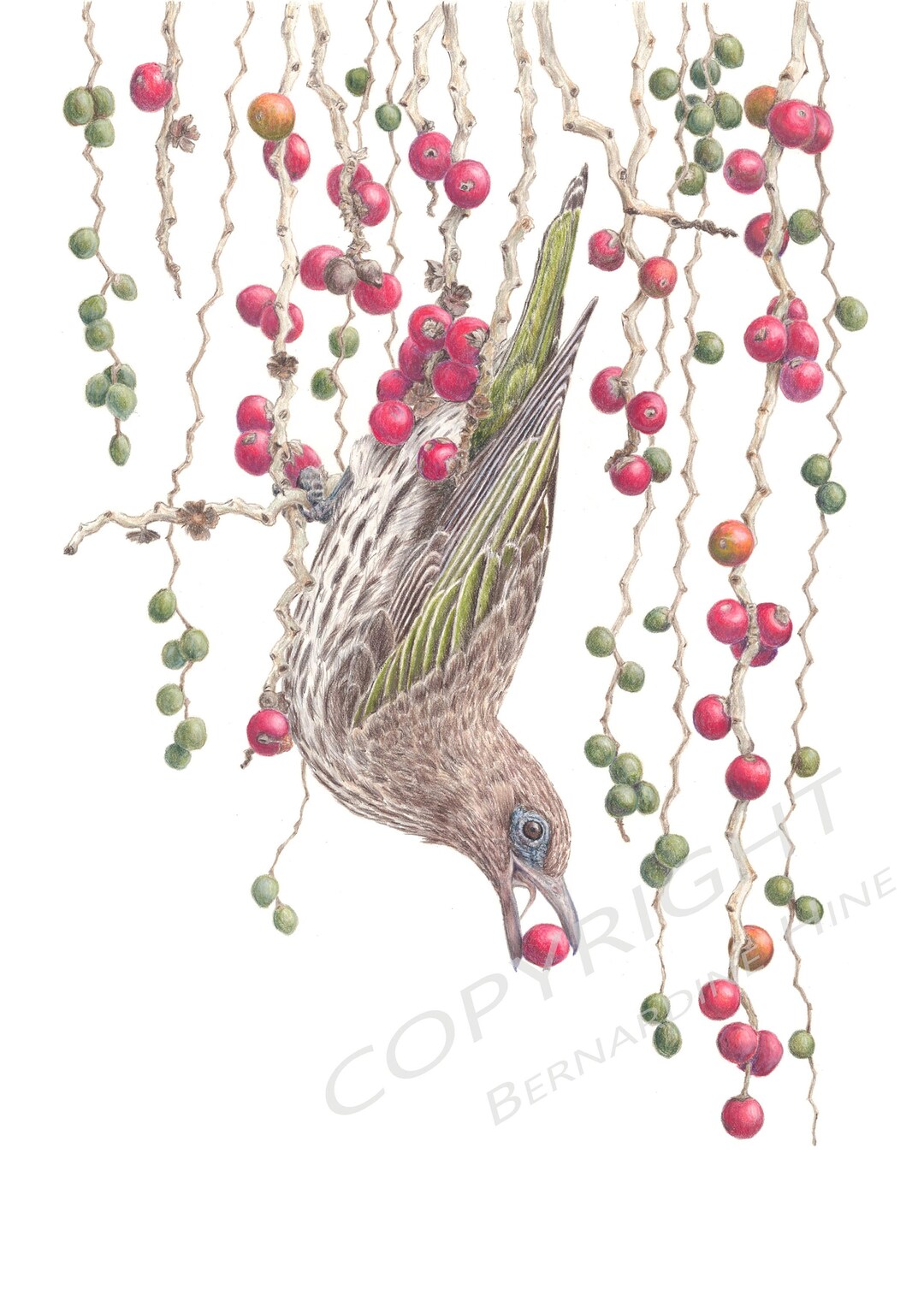 Figbird, Australian Native Wildlife Art, Bird Art, Australian Art ...