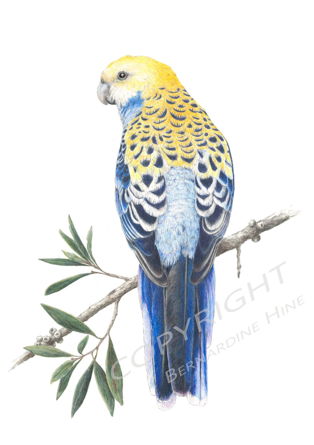 Pale-headed Rosella, Australian Native Wildlife Art, Bird Art ...