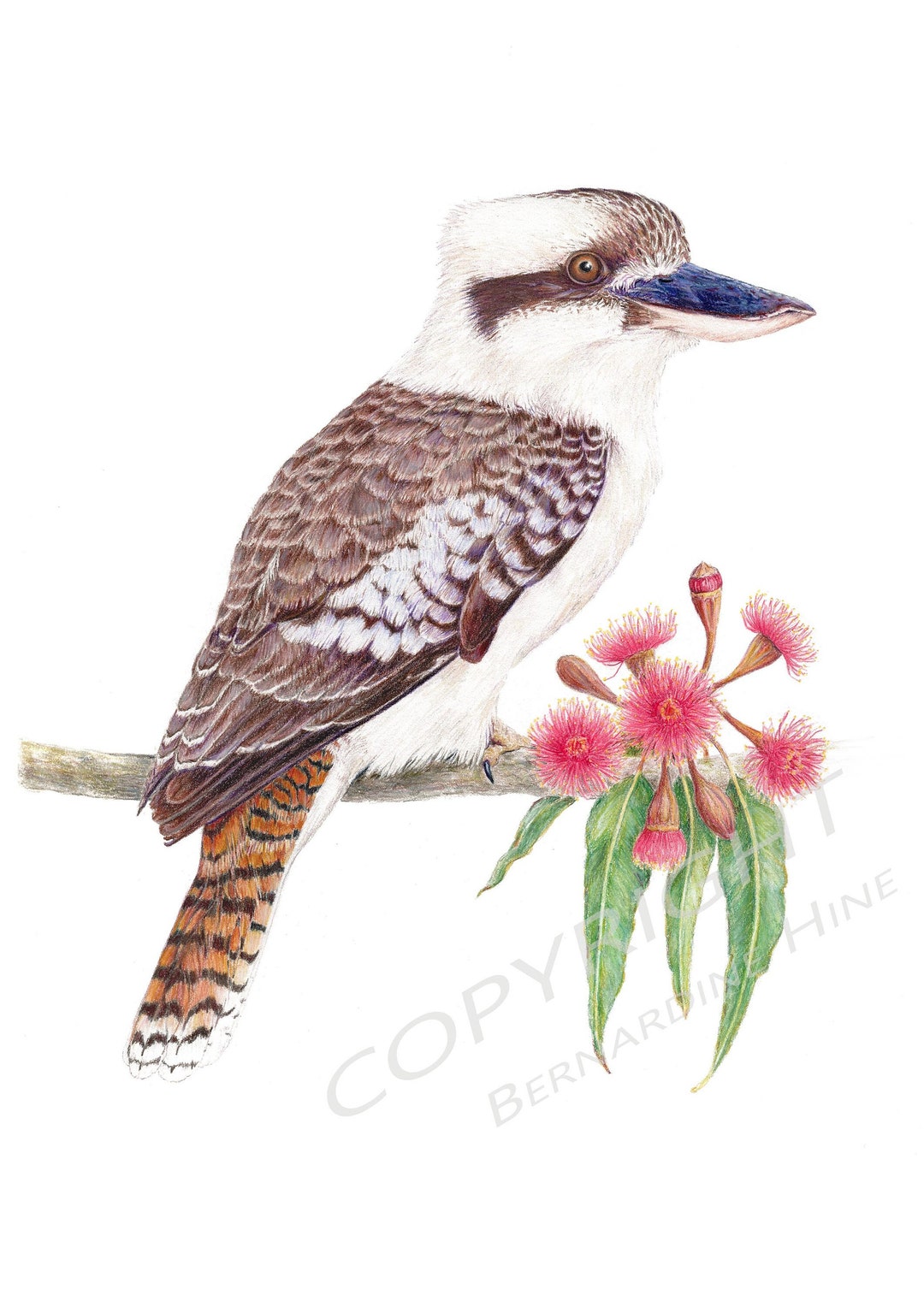 Kookaburra, Australian Native Wildlife Art, Bird Art, Australian Art ...