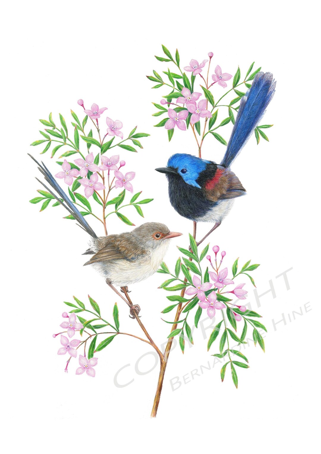 Art Print - Variegated Fairy-wrens on Native Boronia, Australian Native ...