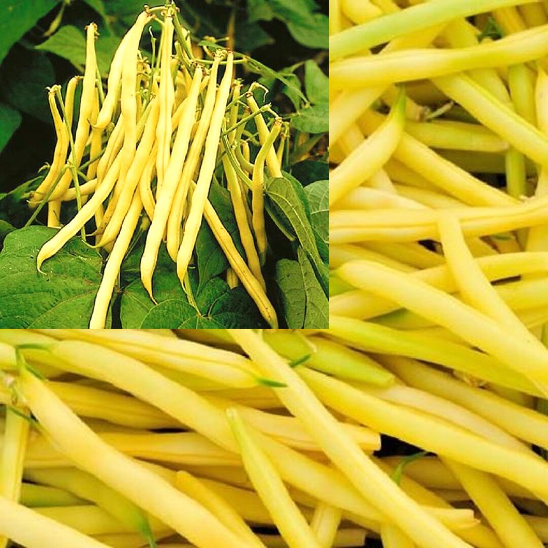 Pencil Pod Yellow Wax Bean Seeds 25+ Count Heirloom Sustainable Food ...