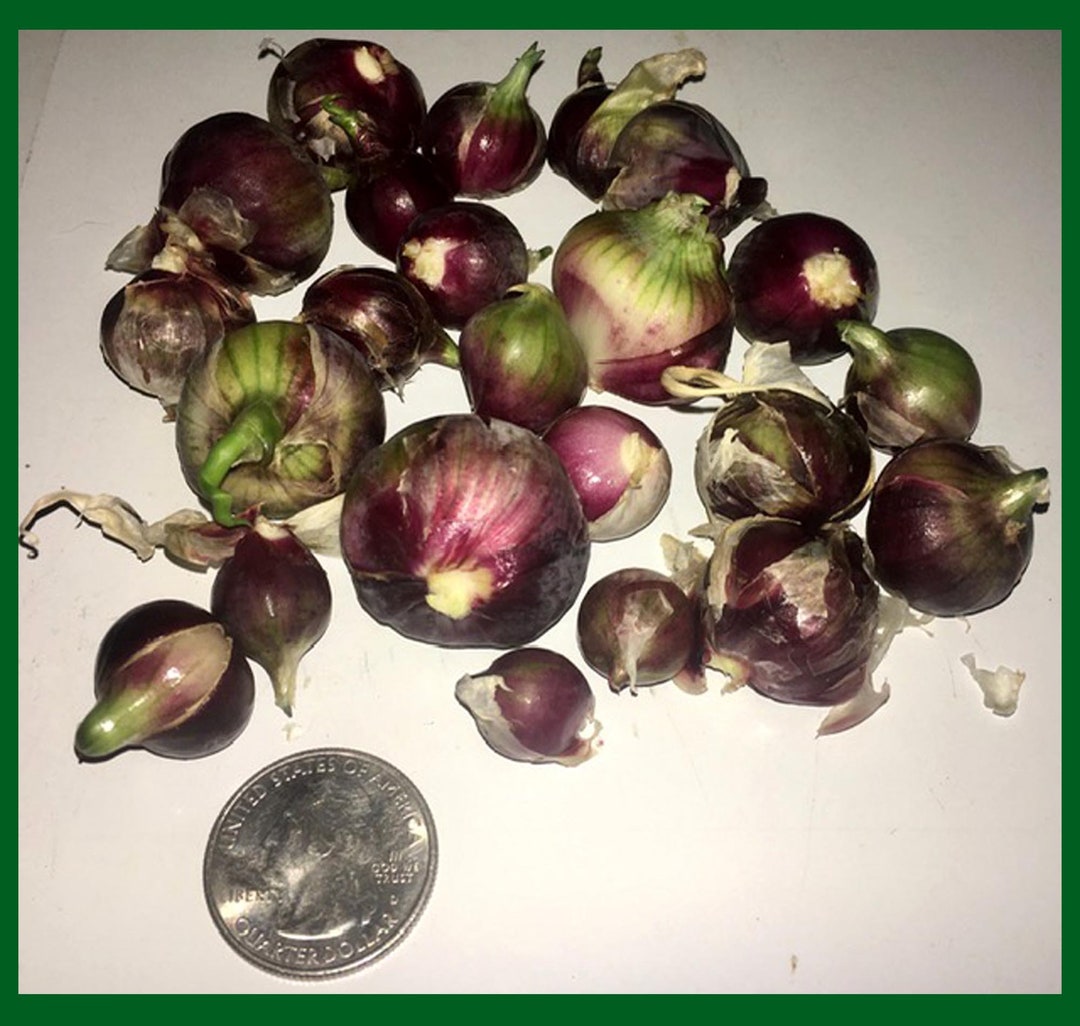 Heirloom Egyptian Onion Sets 40 Walking Multiplier SUMMER FALL PLANTING ...