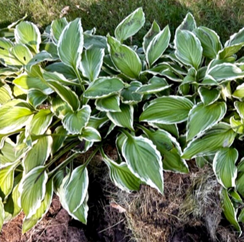 Stiletto Stiletto Hostas Live Plant/roots SPRING PLANTING Bare Roots ...
