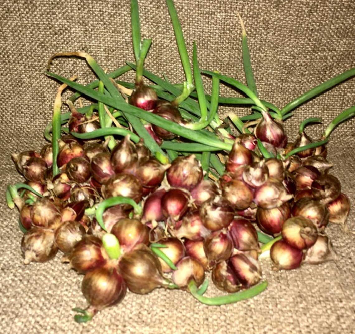 Heirloom Egyptian Onion Sets 40 Walking Multiplier SUMMER | Etsy