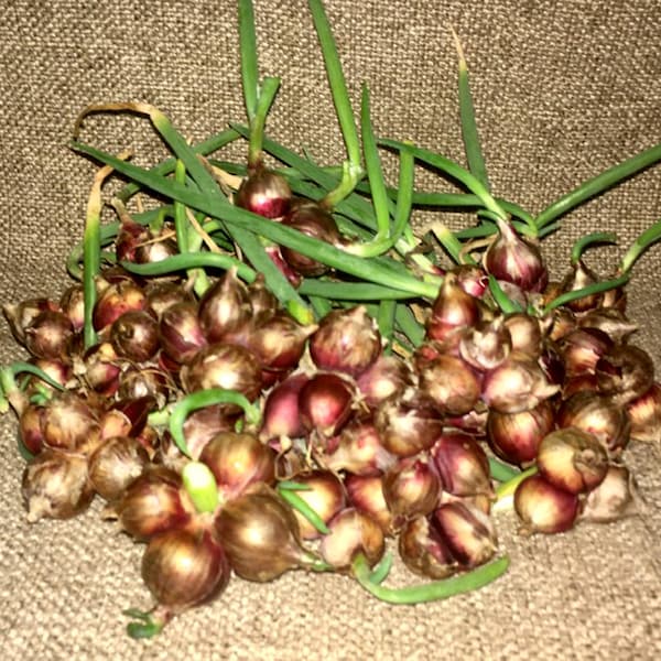 Multiplying Onion Sets - Etsy