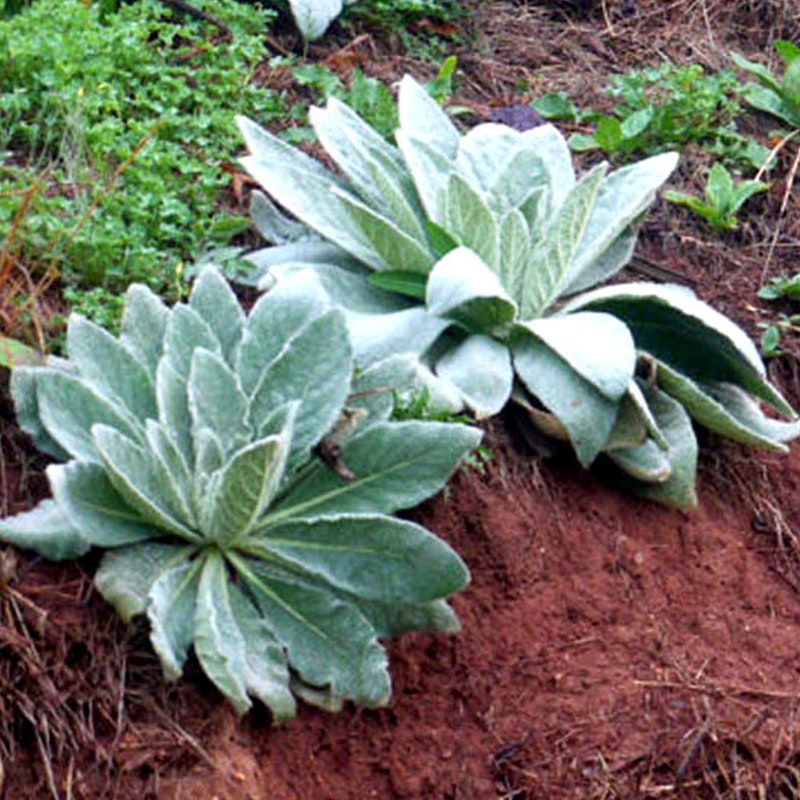 Mullein Plant - Etsy