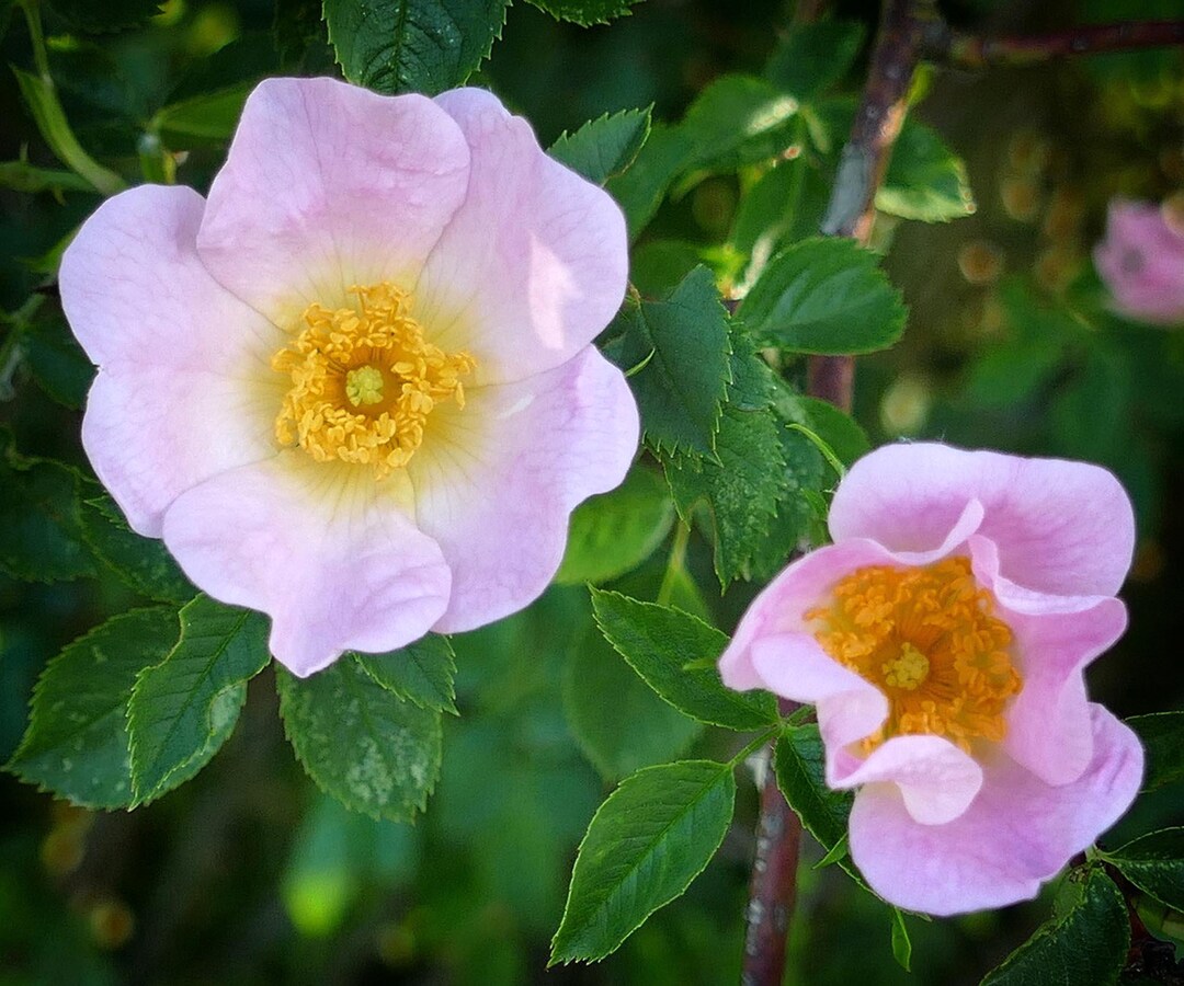 Organic Wild Prairie Pink Rose Seeds - SPRING SUMMER FALL Planting ...