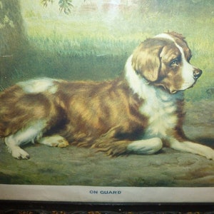 A Wonderful Vintage St. Bernard Print Under Glass on Guard Edward ...