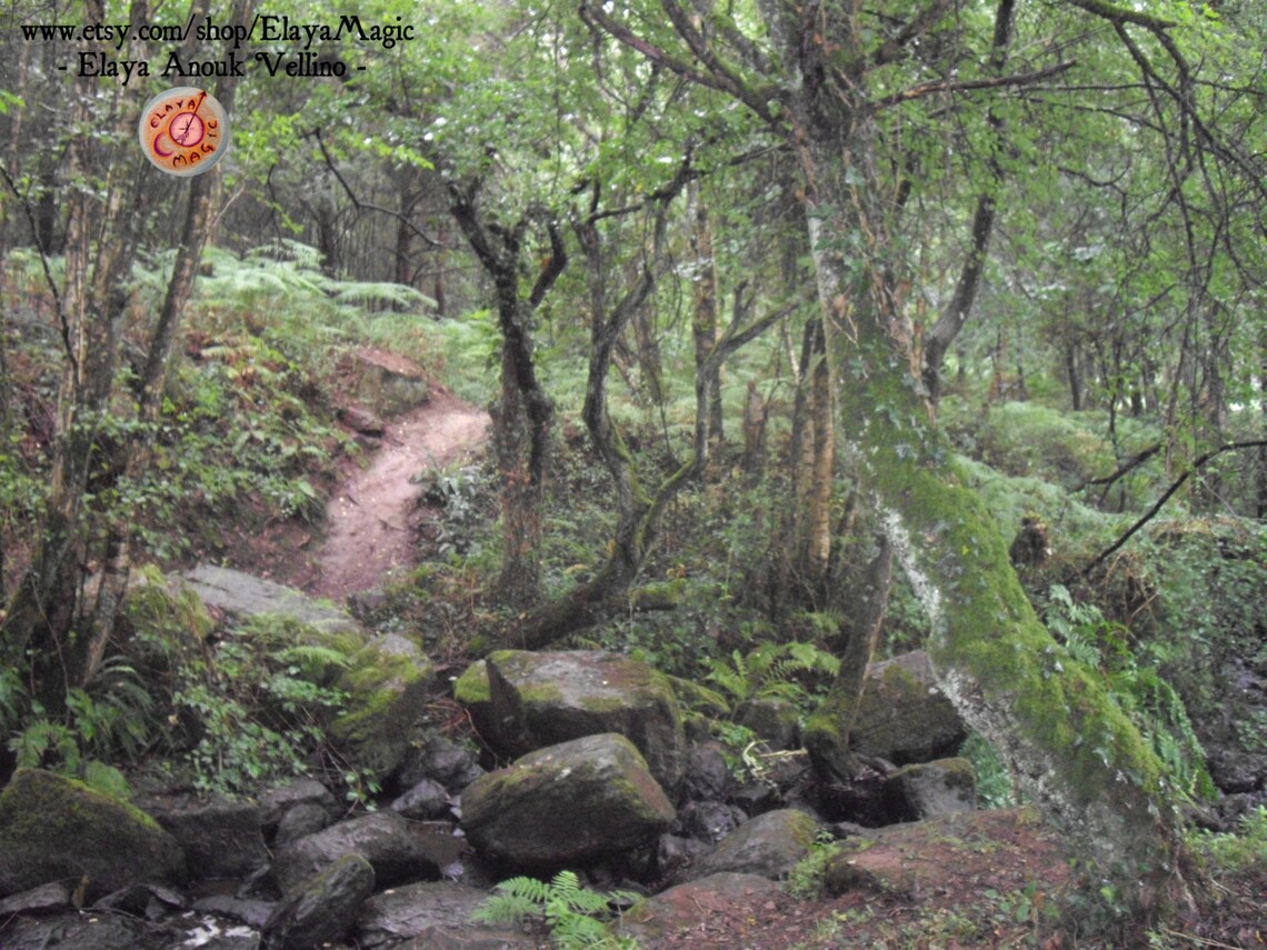 Do You Believe? Merlin's Magical Forest Photography - Broceliande ...
