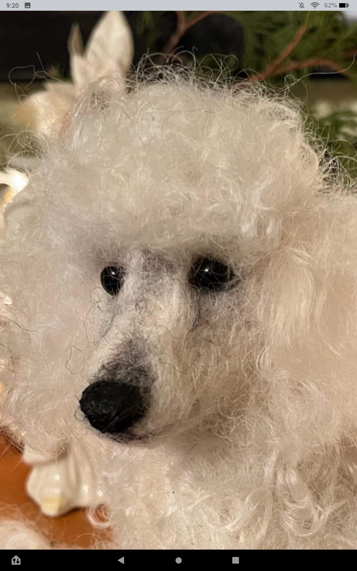 White Baby Poodle