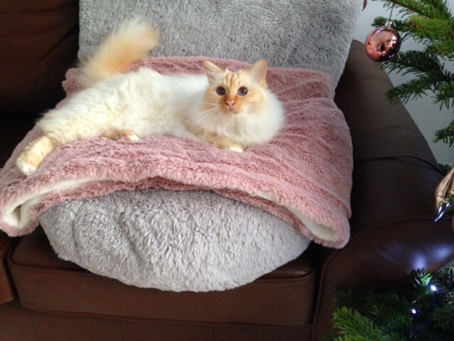 Luxury Snuggle Sack, Sleeping Bag, Pet, Cat, Dog, Small Animal - Etsy UK