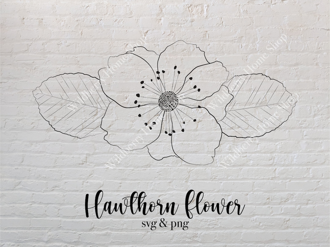 Hawthorn Flower svg May Birth Flower svg Floral svg Spring - Etsy México
