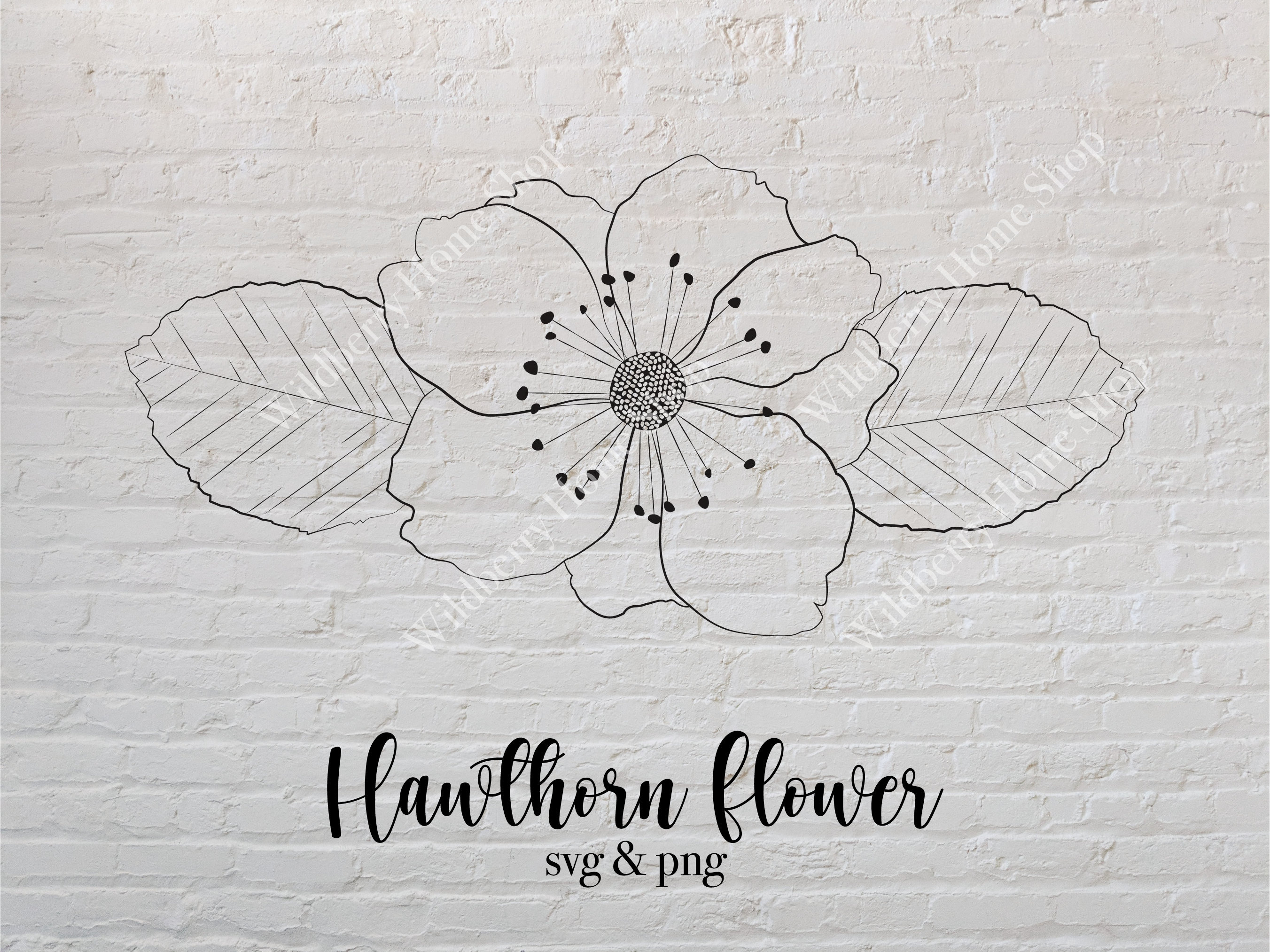 Hawthorn Flower Svg May Birth Flower Svg Floral Svg Spring - Etsy Israel
