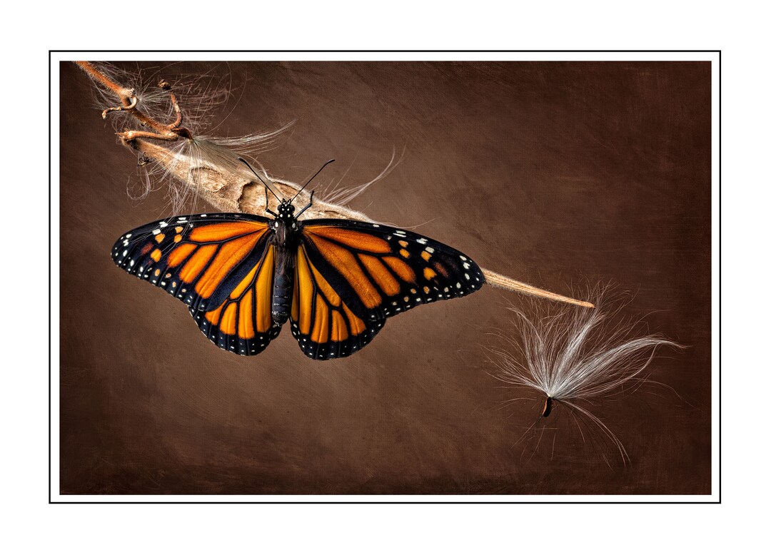 Monarch Butterfly Blank Note Cards; Original Butterfly Artwork - Etsy