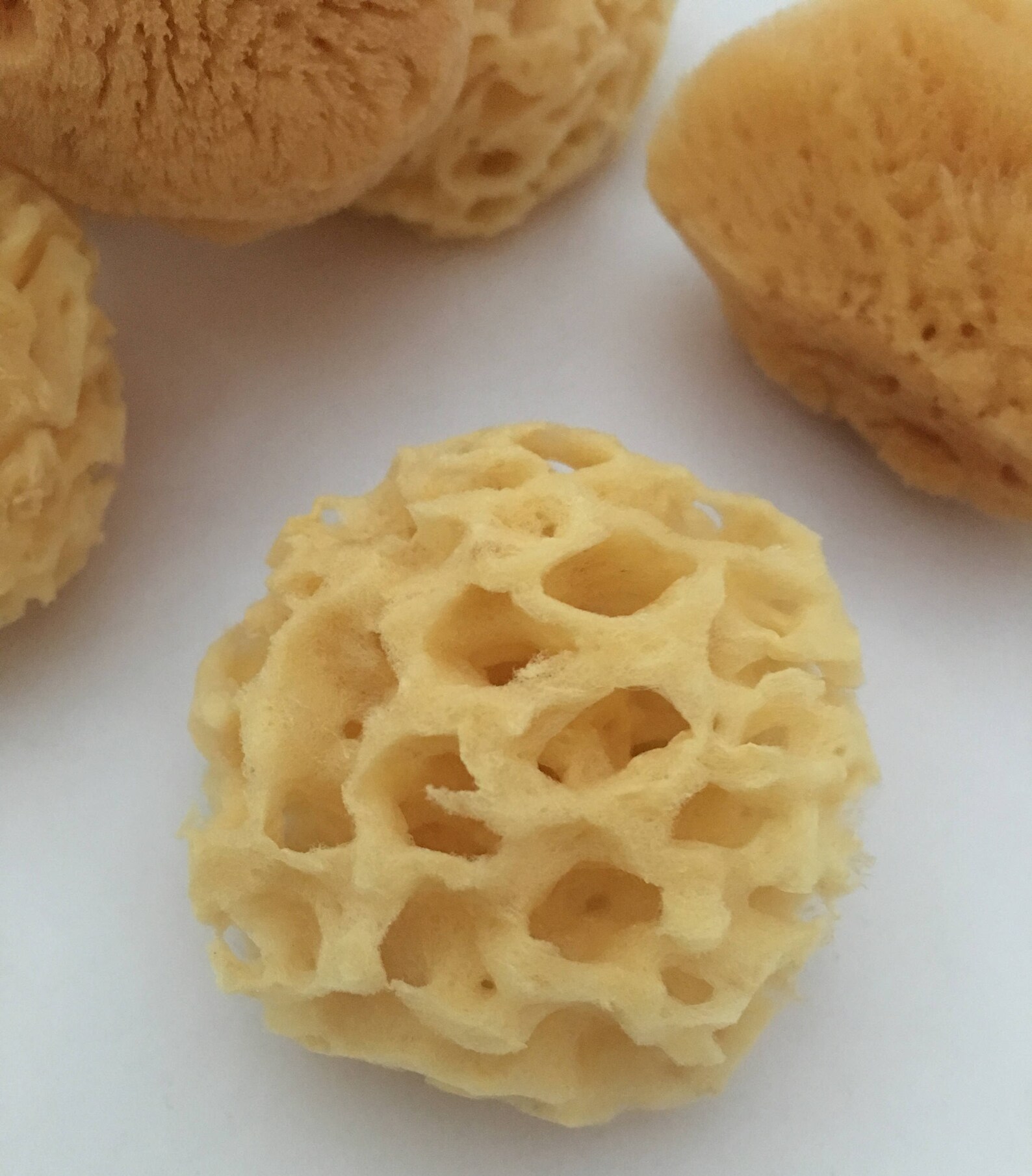 Natural Facial Sea Sponge Body Sea Sponge Wool Sponge Silk - Etsy