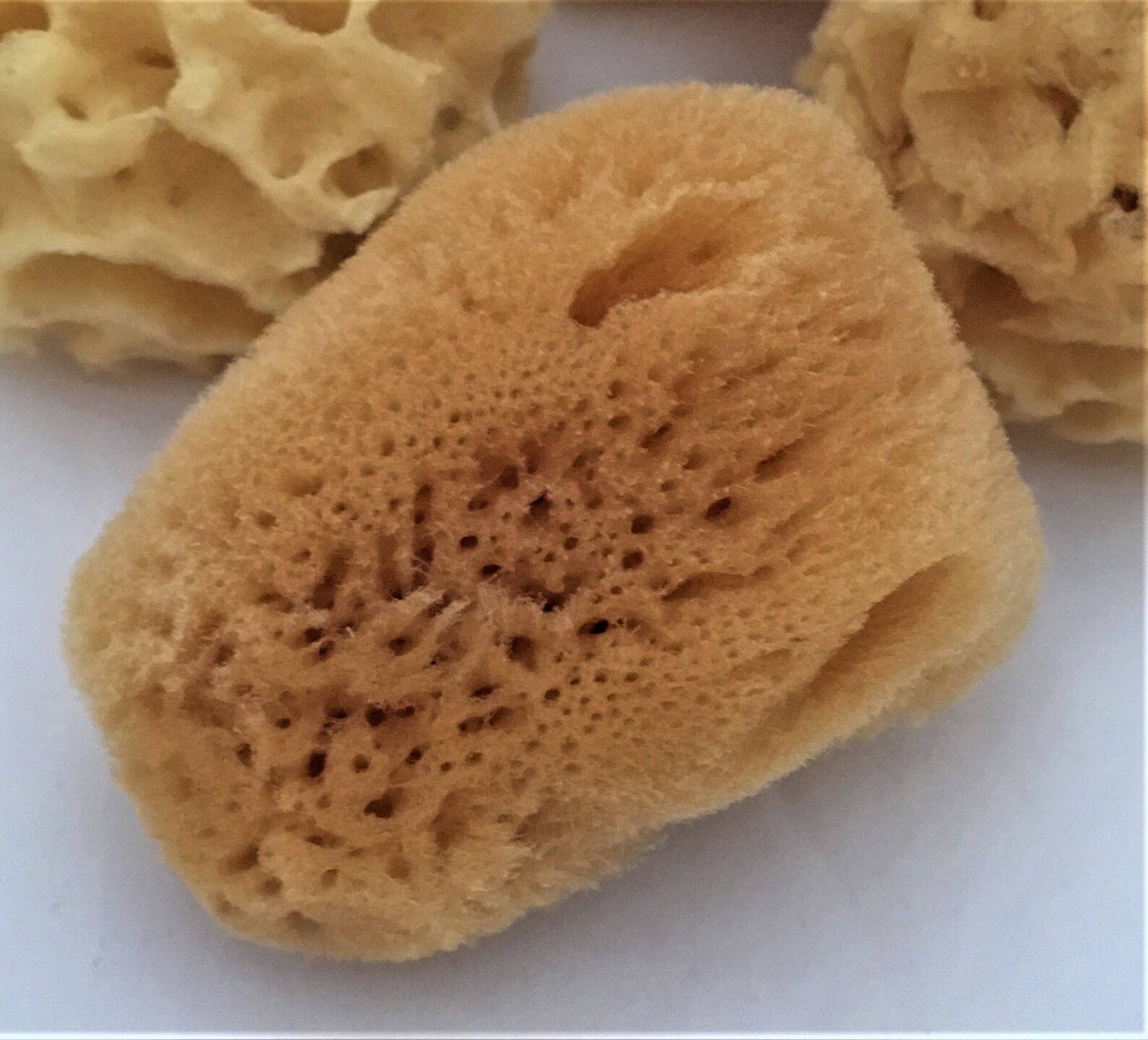 Natural Facial Sea Sponge Body Sea Sponge Wool Sponge Silk - Etsy