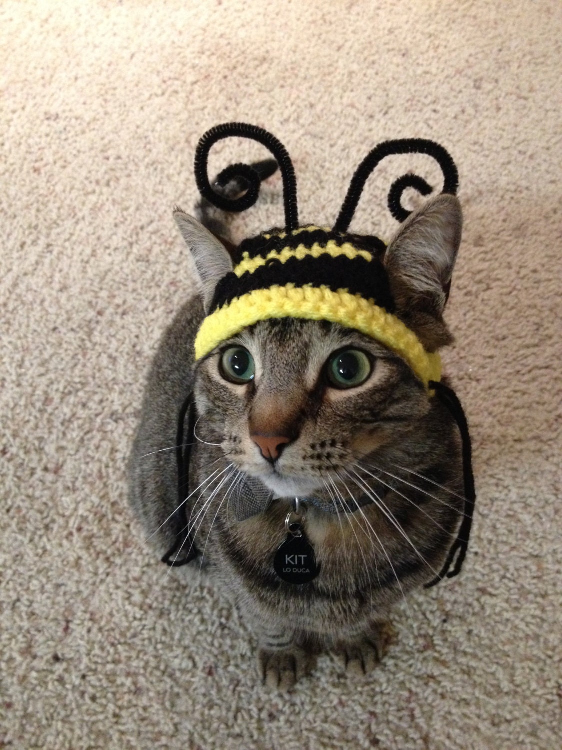 Bee Cat Hat - Etsy
