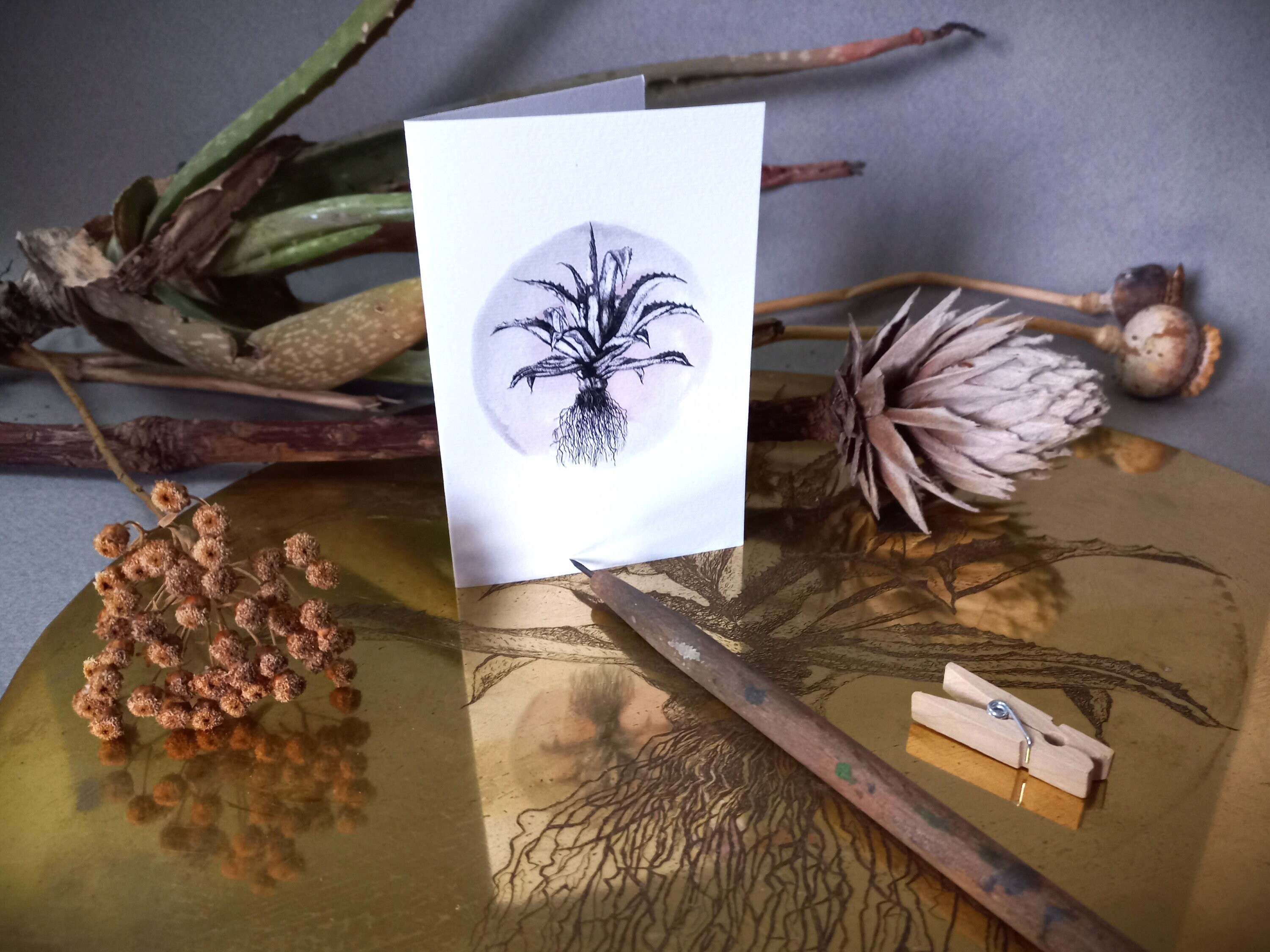 Botanical Printable Cards With Pincushion, Aloe, Sunburst Aenonium, and ...