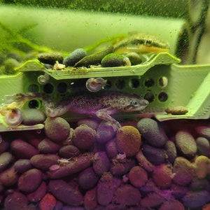 Shrimp Champ Hideout: 3D Printed Aquarium Decor - Etsy