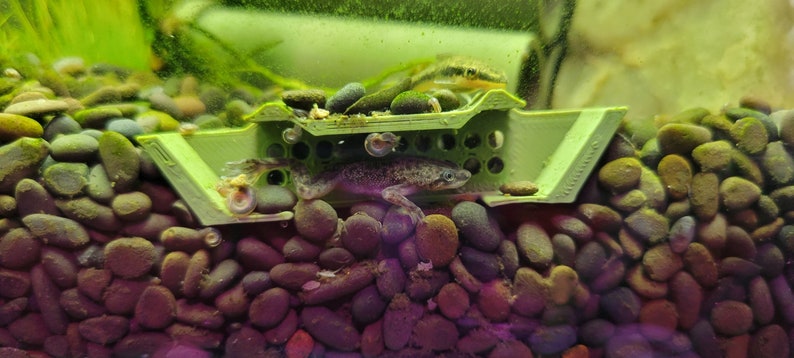 Shrimp Champ Hideout: 3D Printed Aquarium Decor - Etsy