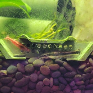 Shrimp Champ Hideout: 3D Printed Aquarium Decor - Etsy