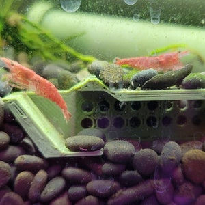 Shrimp Champ Hideout: 3D Printed Aquarium Decor - Etsy