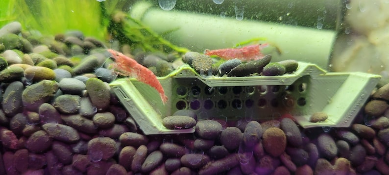 Shrimp Champ Hideout: 3D Printed Aquarium Decor - Etsy