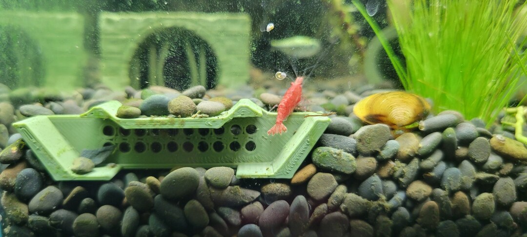 Shrimp Champ Hideout: 3D Printed Aquarium Decor - Etsy