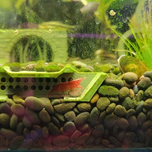 Shrimp Champ Hideout: 3D Printed Aquarium Decor - Etsy