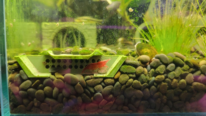 Shrimp Champ Hideout: 3D Printed Aquarium Decor - Etsy