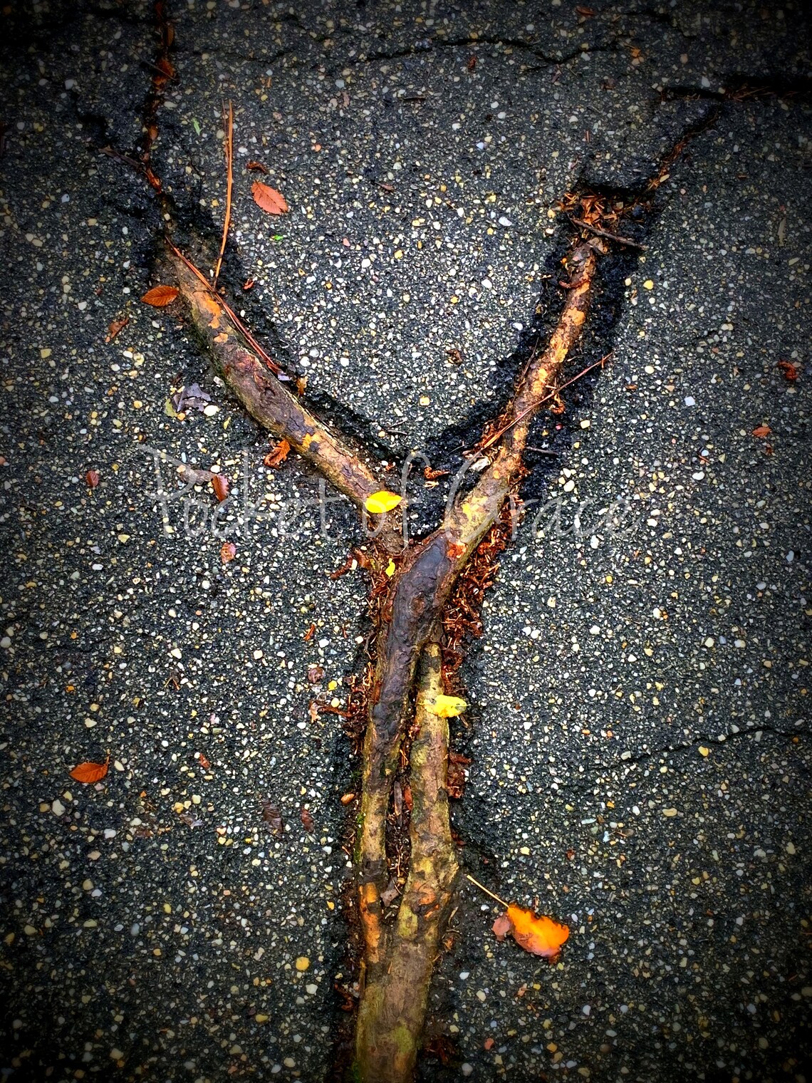 LETTER Y Alphabet Letter Photography Custom Family Name - Etsy UK