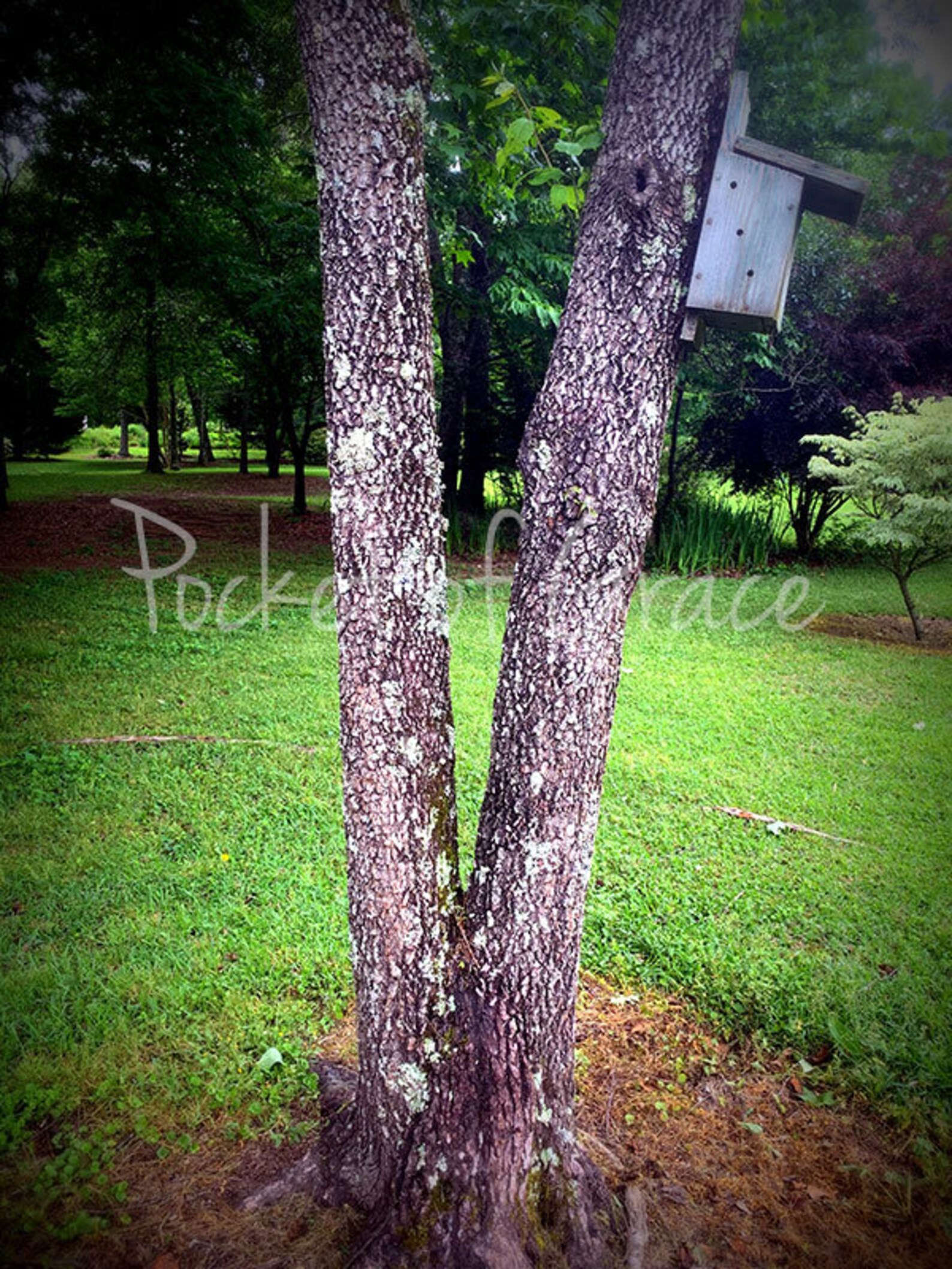 LETTERA V / Alphabet Letter Photography / Custom Family Name | Etsy