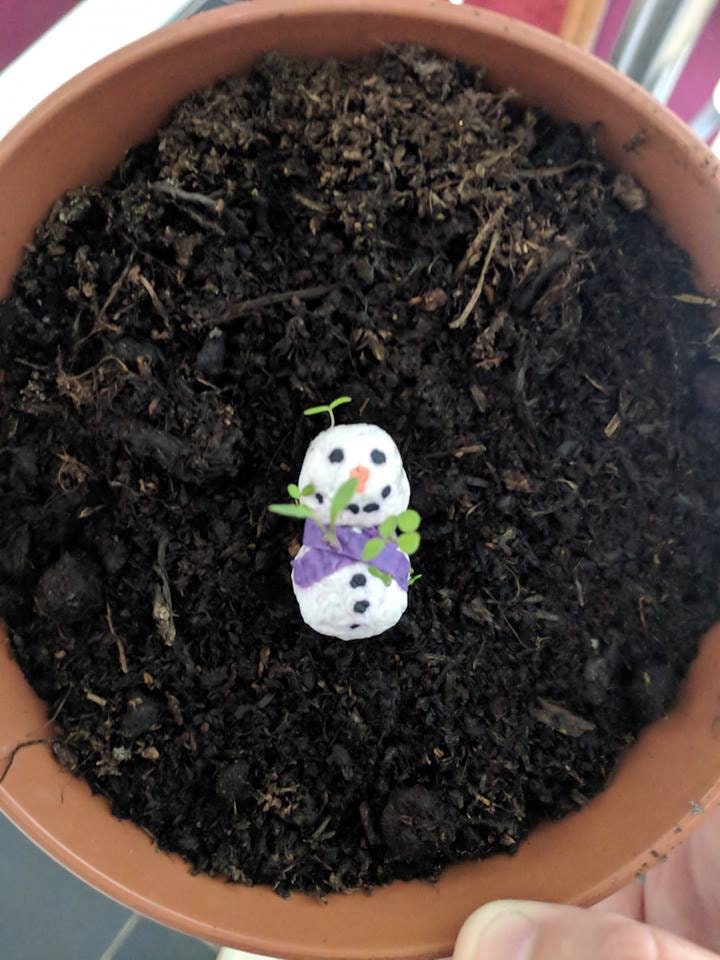 Seed Bombs Snowman Plantable Snowmen in Flower Seeds or Herb - Etsy UK