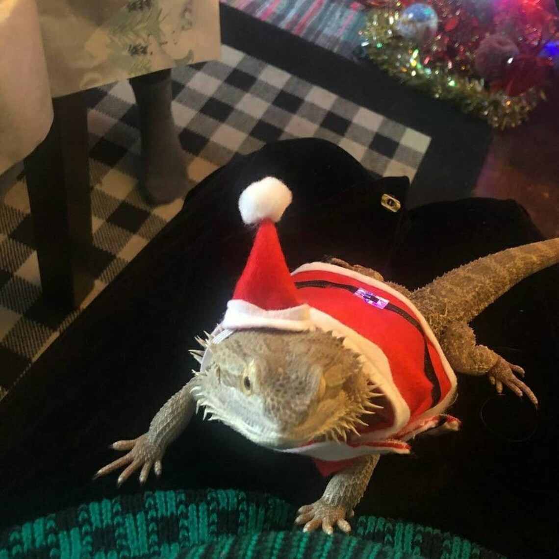 Christmas Fancy Dress, Santa, Bearded Dragon Clothes - Etsy