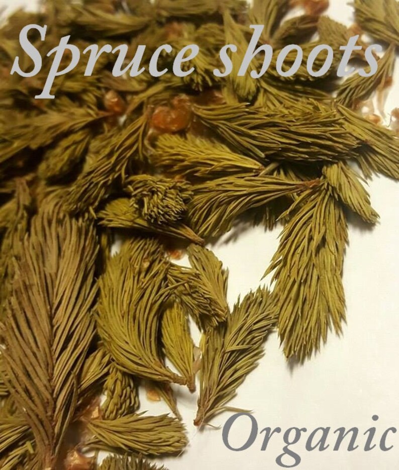 Spruce Shoots. Dried. Organic Herbal Tea 40g - Etsy