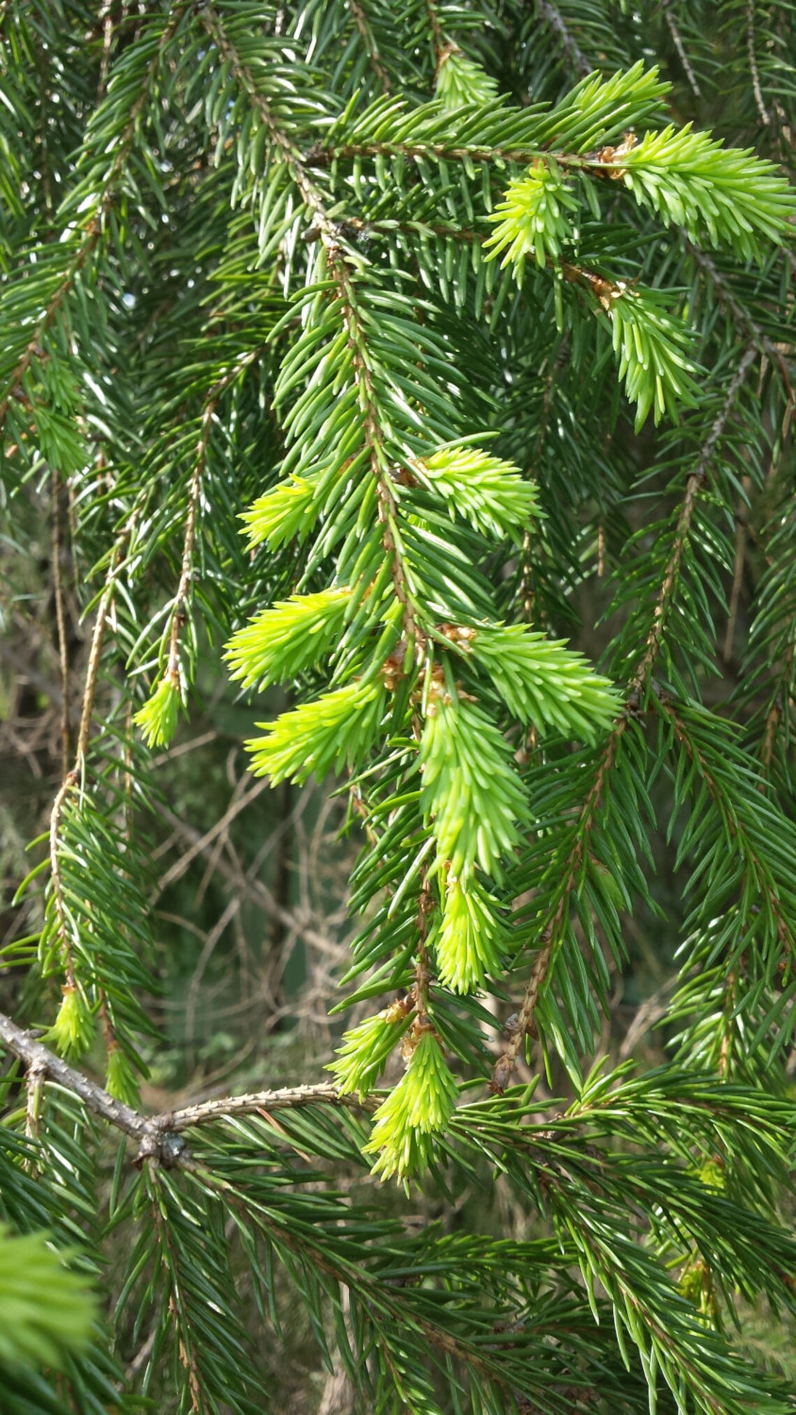 Spruce Shoots. Dried. Organic Herbal Tea 40g - Etsy