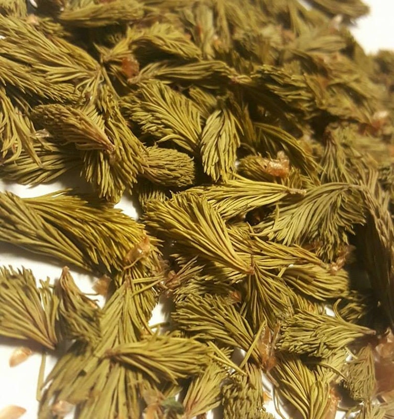 Spruce Shoots. Dried. Organic Herbal Tea 40g - Etsy