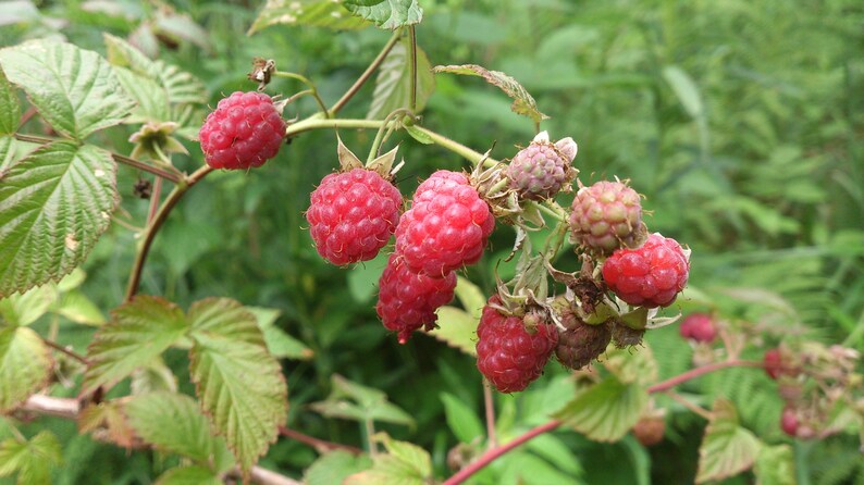 Wild Red Raspberry Leaves. Dried. Organic Herbal Tea 30g. - Etsy UK