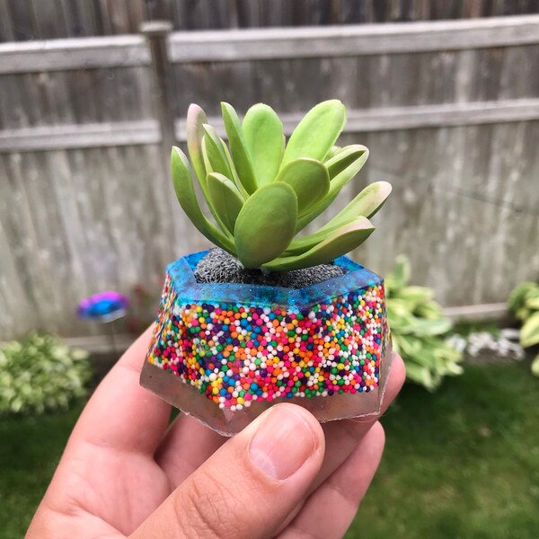 Planter Candy Dish - Etsy